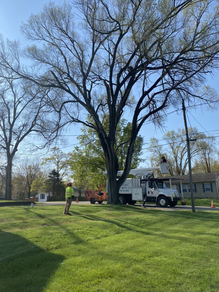 Red Beard's Tree Service | Battle Creek, Michigan